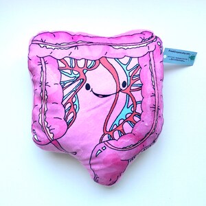 COLON Anatomy Organ Plushy/ Cute Science Toys GUTS - Etsy