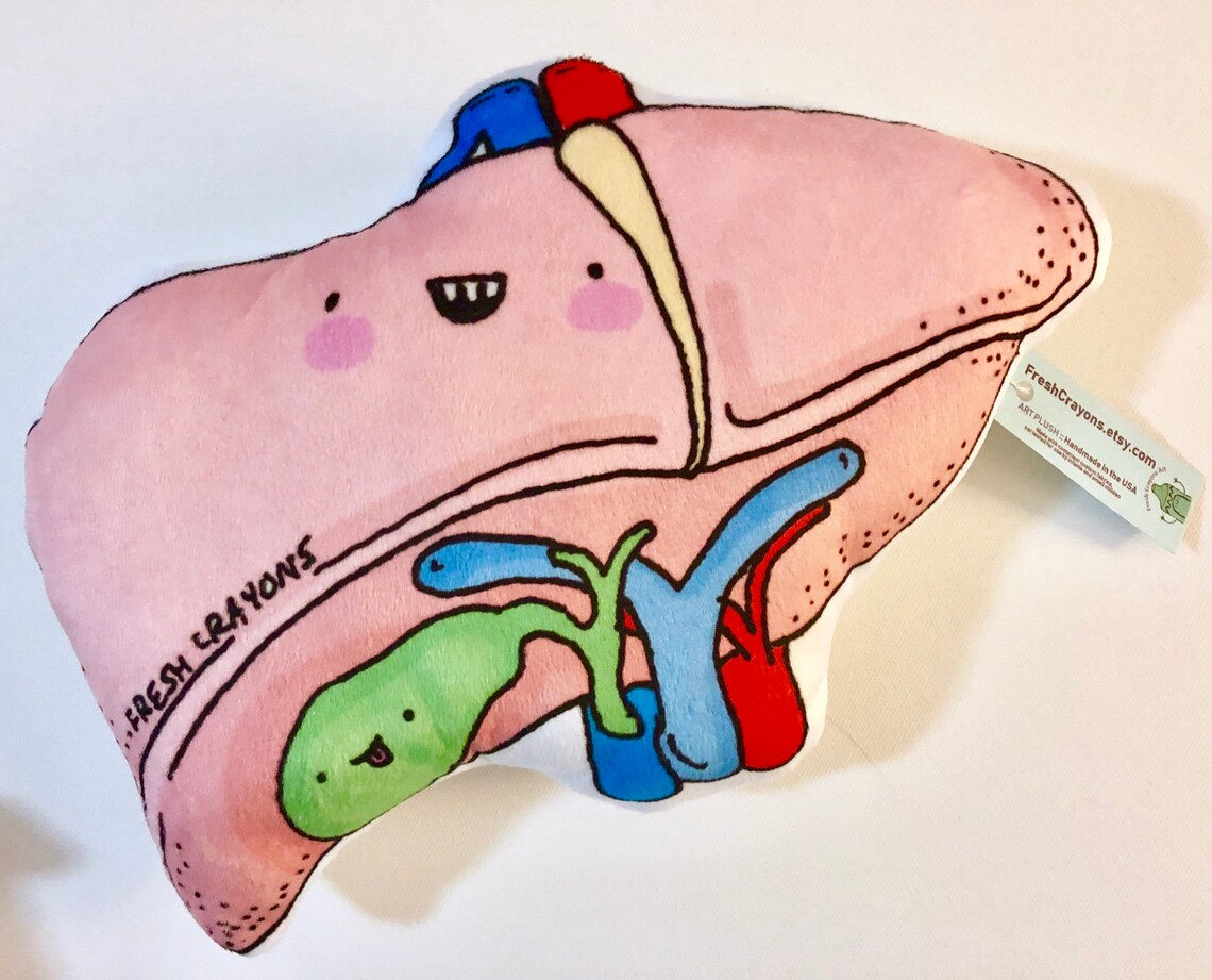 Liver Plushy/ Anatomy Organ Plush/ Hepatic Stuffed Animal - Etsy
