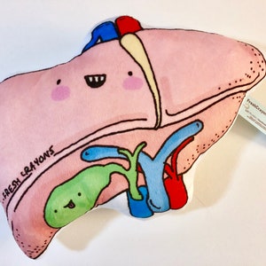 Liver Plushy/ Anatomy Organ Plush/ Hepatic Stuffed Animal - Etsy