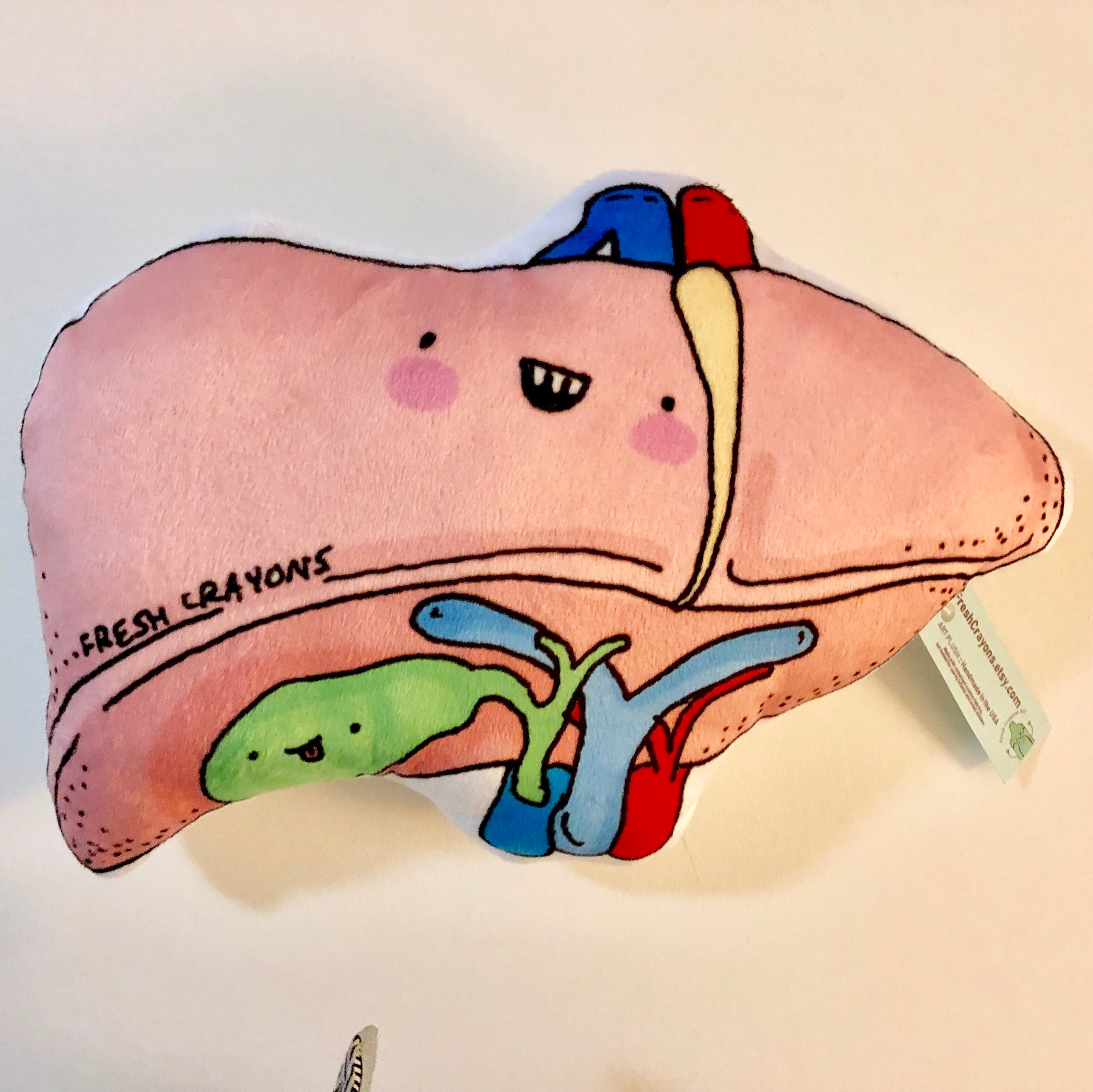 Liver Plushy/ Anatomy Organ Plush/ Hepatic Stuffed Animal | Etsy UK
