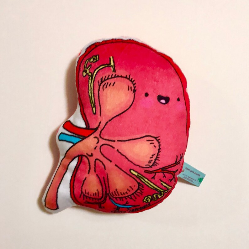 KIDNEY plushy/ nephrology plush toy/ kidney organ stuffed | Etsy
