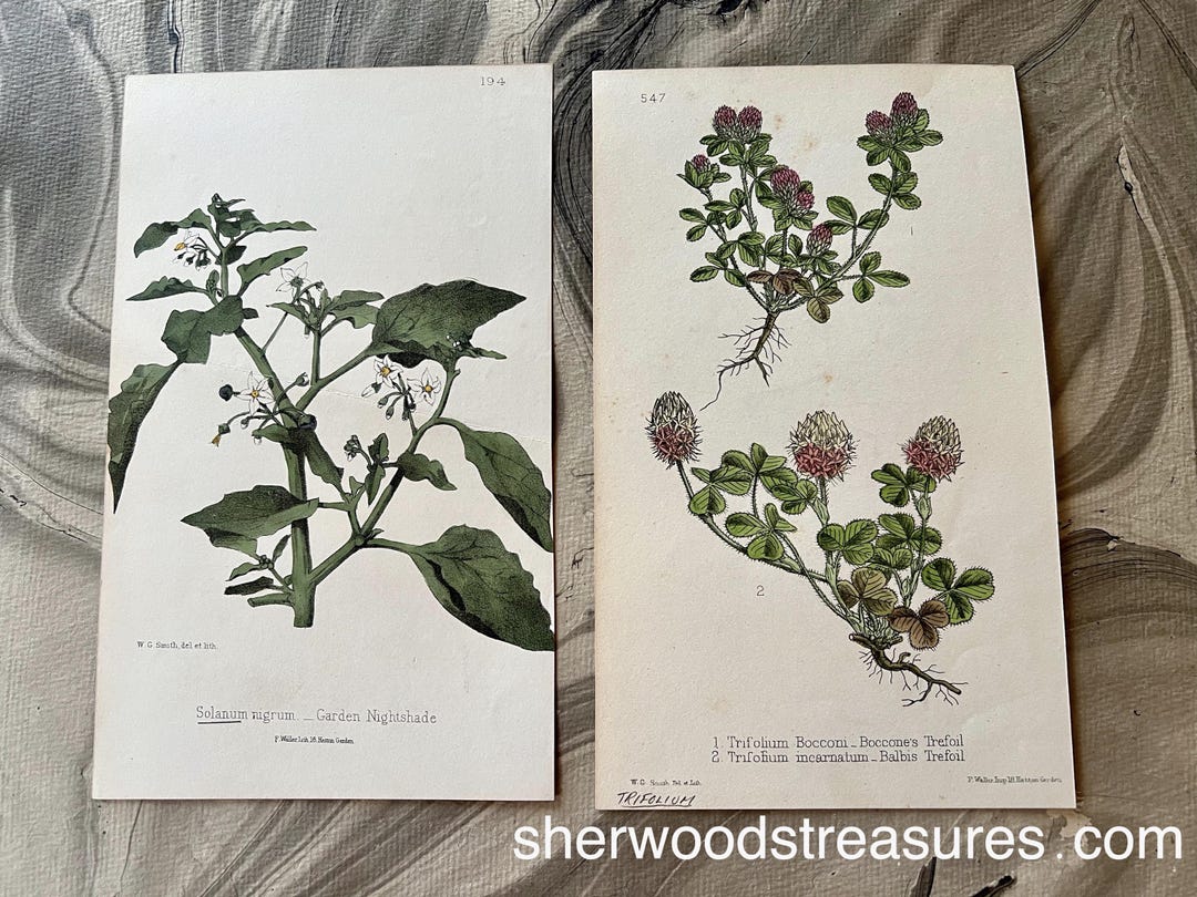 Two Hand-colored 1800s Botanical Lithographs by W.G Smith Approx. 5 1/8 ...