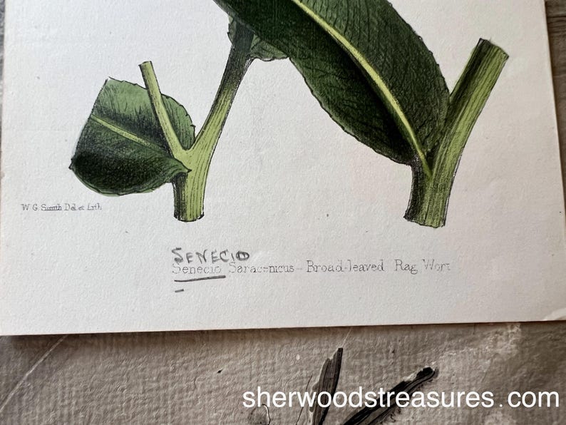 Two Hand-colored 1800s Botanical Lithographs by W.G Smith Approx. 5 1/8 ...