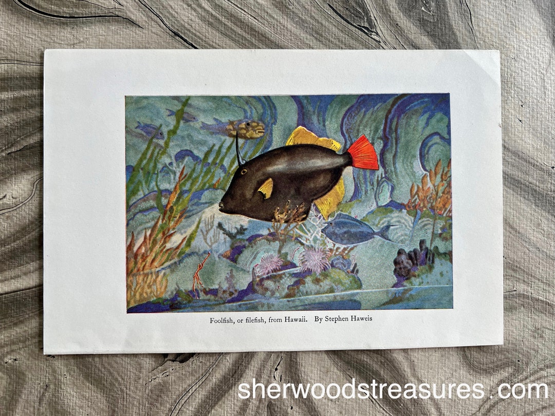 Hawaiian Foolish Filefish From Hawaii Chromolithographic Print Over 100 ...
