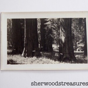 The Confederate Tree Yosemite Pillsbury RPPC Actual Photo Circa 1910 ...