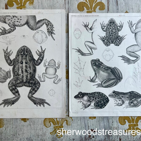Antique Frog Print - Etsy