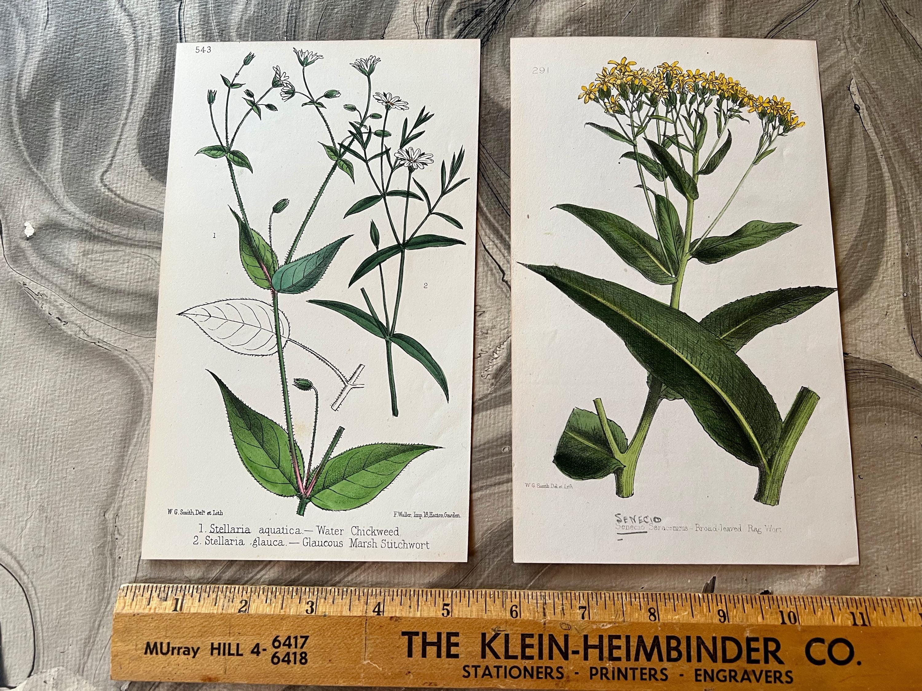 Two Hand-colored 1800s Botanical Lithographs by W.G Smith Approx. 5 1/8 ...