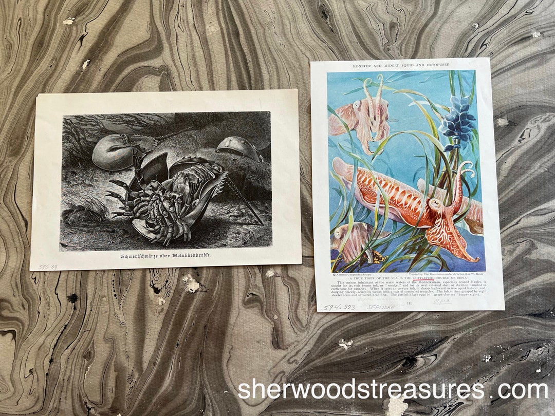 Monster and Midnight Squid Nat Geographic and Antique Print 6 3/4 X 10 ...