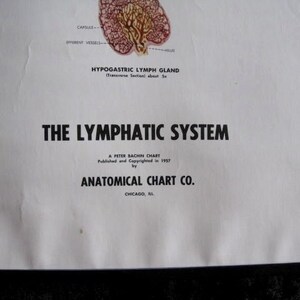 The LYMPHATIC SYSTEM 1957 Medical Chart Weird Strange Human Body ...