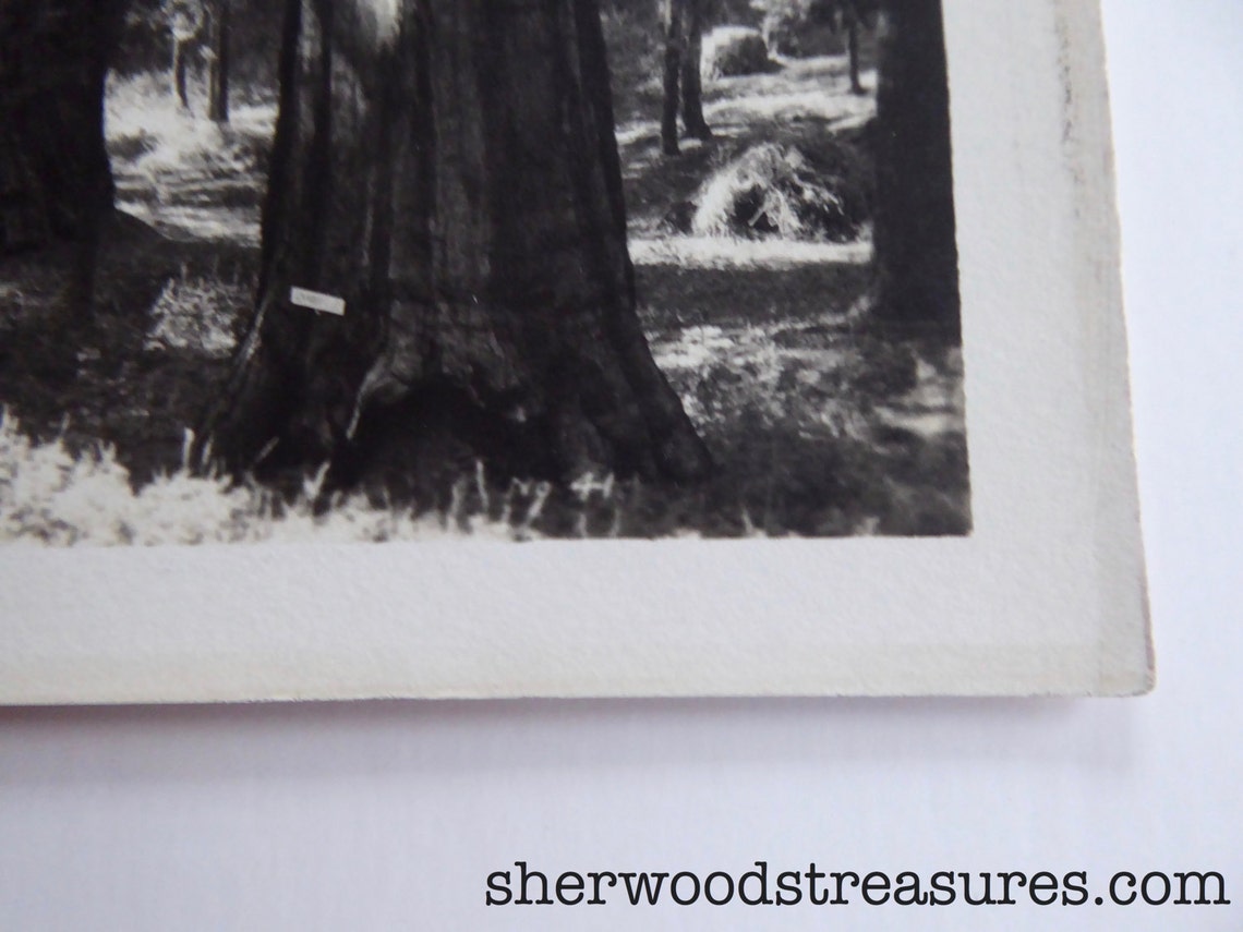 The Confederate Tree Yosemite Pillsbury RPPC Actual Photo - Etsy