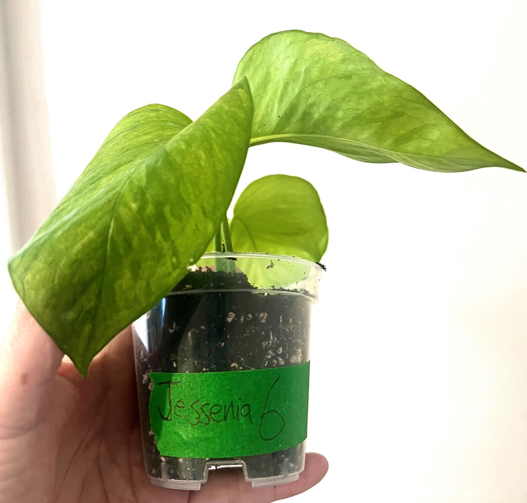 Jessenia Pothos Epipremnum Aureum 6 in a 3 Inch Clear Pot Rare Pothos ...