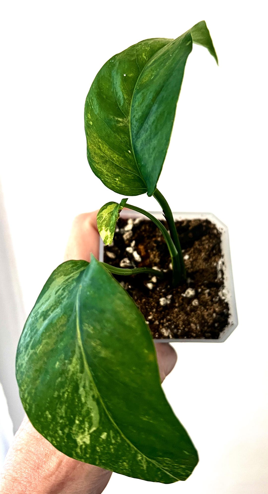 Rare Epipremnum Pinnatum Albo Variegata "albo Pothos" #5 Starter Plant ...