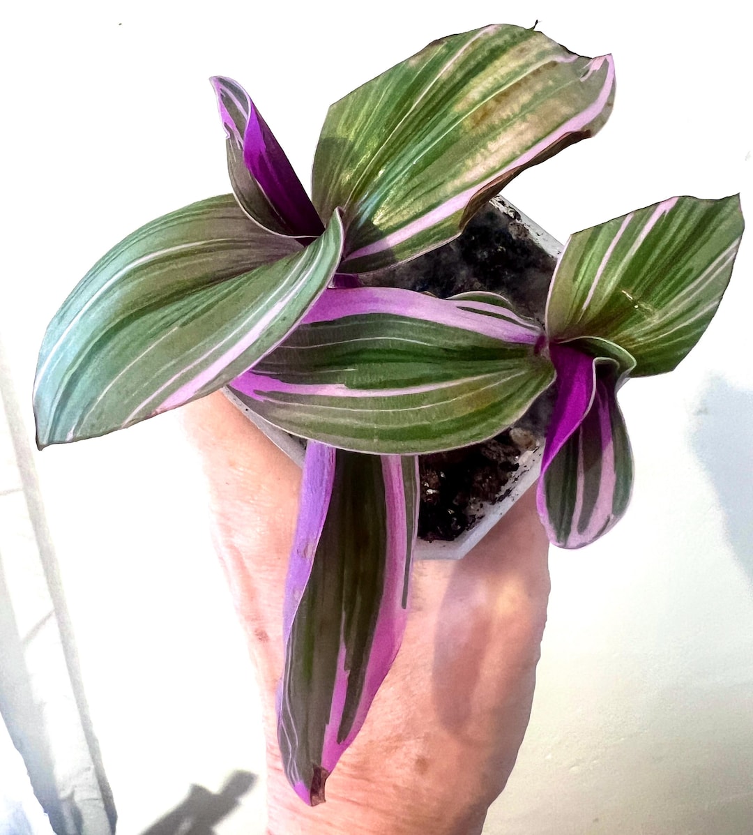 Tradescantia Nanouk #6 Healthy Rooted Variegated Starter Plant in a 2.7 ...