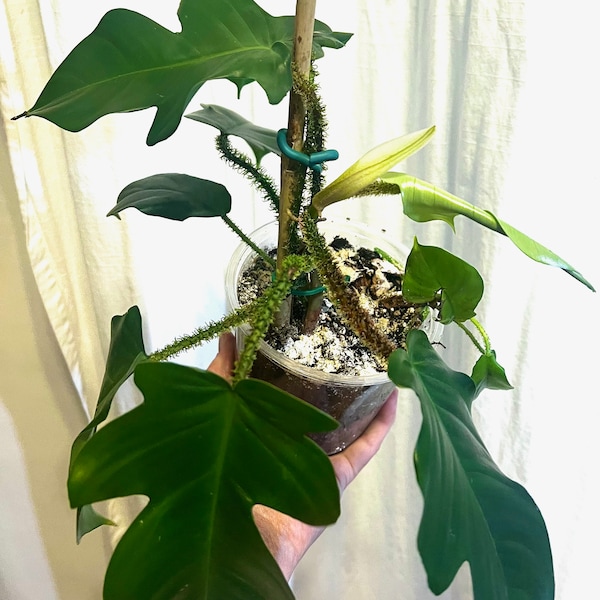 Philodendron Squamiferum - Etsy