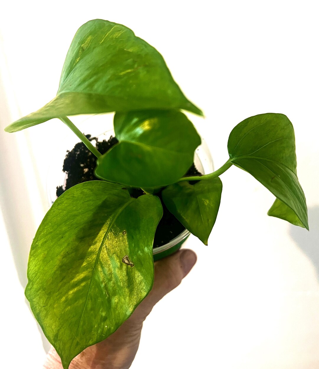 Jessenia Pothos Epipremnum Aureum 7 in a 3 Inch Clear Pot Rare Pothos ...