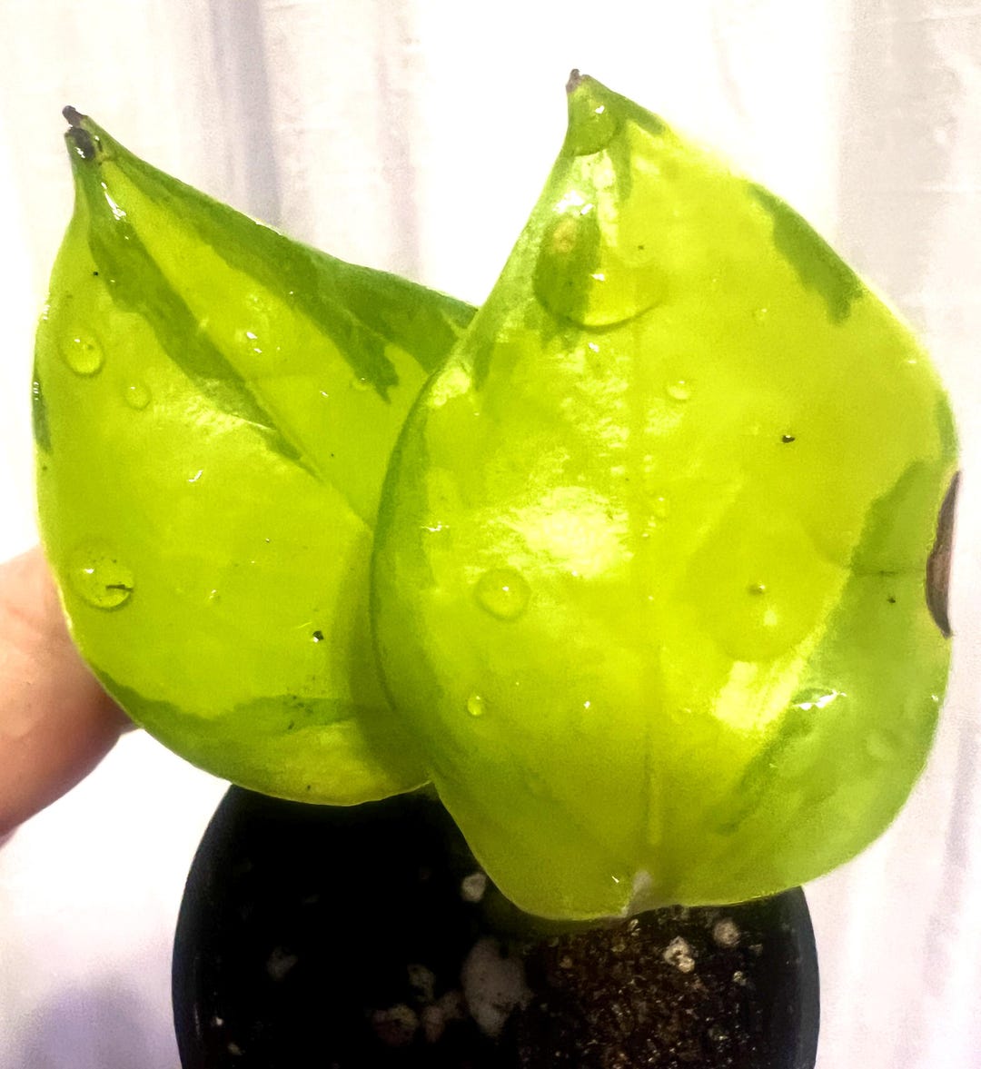 Washio Neon Joy 1 Pothos Japanese Pothos Terunoworld Collection ...