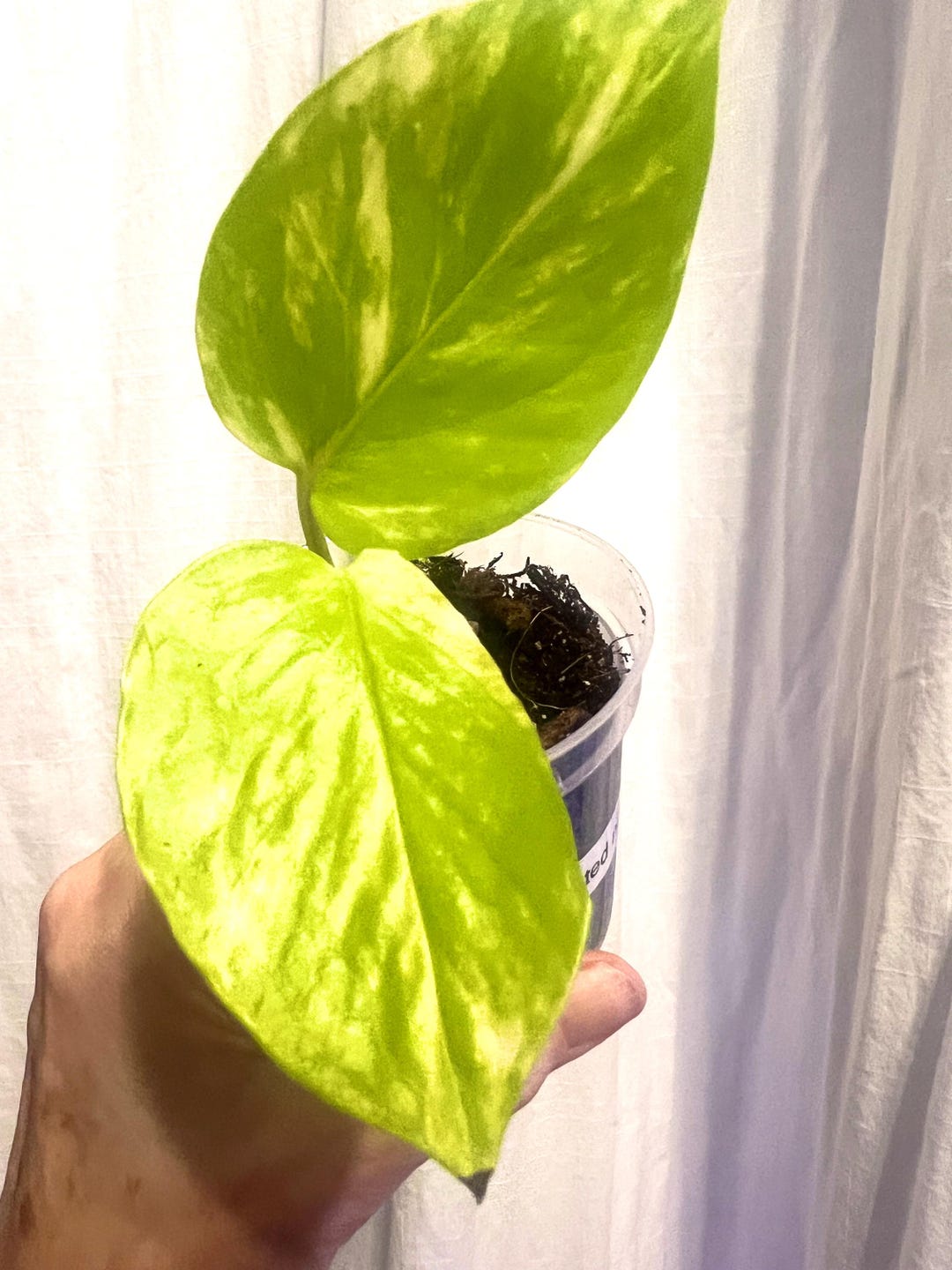 Variegated Neon Pothos Epipremnum Aureum #1 in a 3 Inch Clear Pot ...