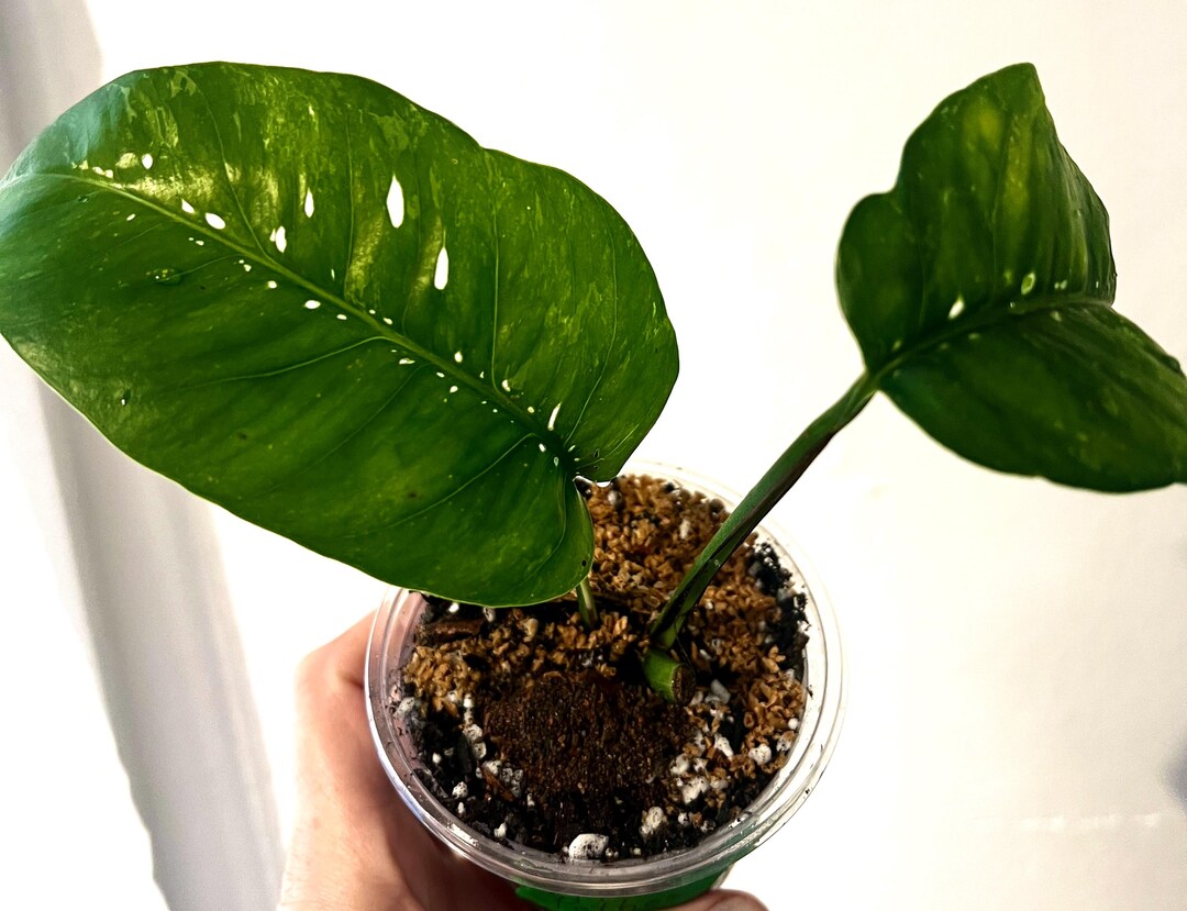 Rare Epipremnum Pinnatum Albo Variegata "albo Pothos" #3 Starter Plant ...
