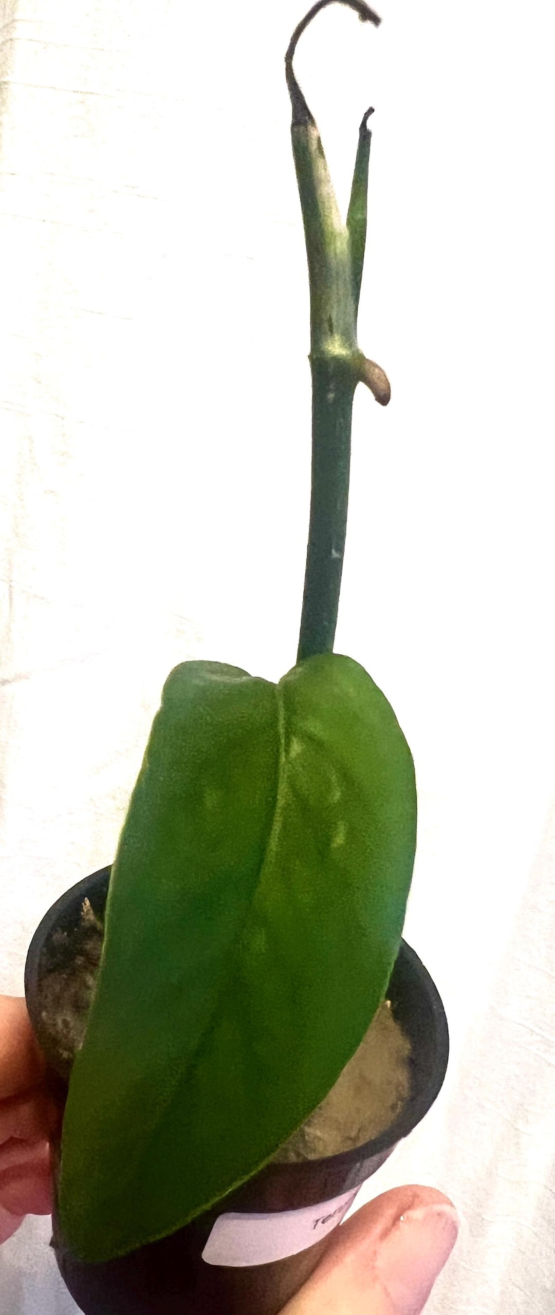 Teruno Fanfare Dark Form 6 Teruno Pothos Japanese Pothos Terunoworld ...