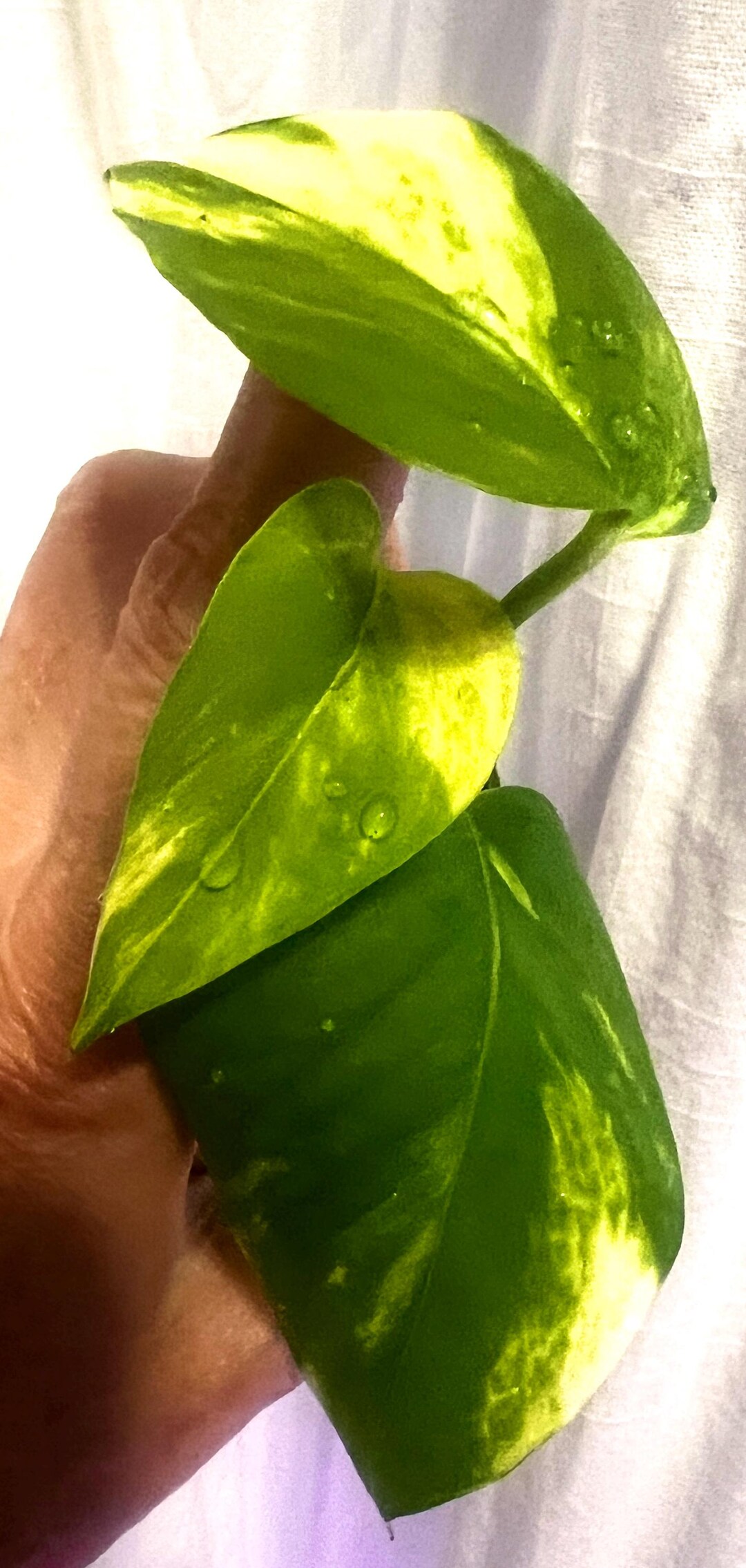 Teruno Valencia 2 Teruno Pothos Japanese Pothos Terunoworld Collection ...