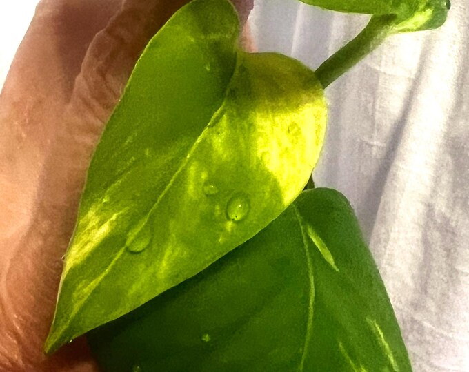 Teruno Valencia 2 Teruno Pothos Japanese Pothos Terunoworld Collection ...