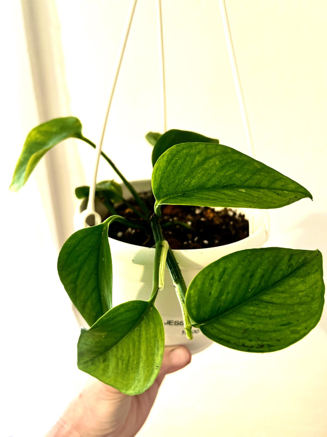 Jessenia Pothos Epipremnum Aureum #7 in a 6 Inch White Hanging Basket ...