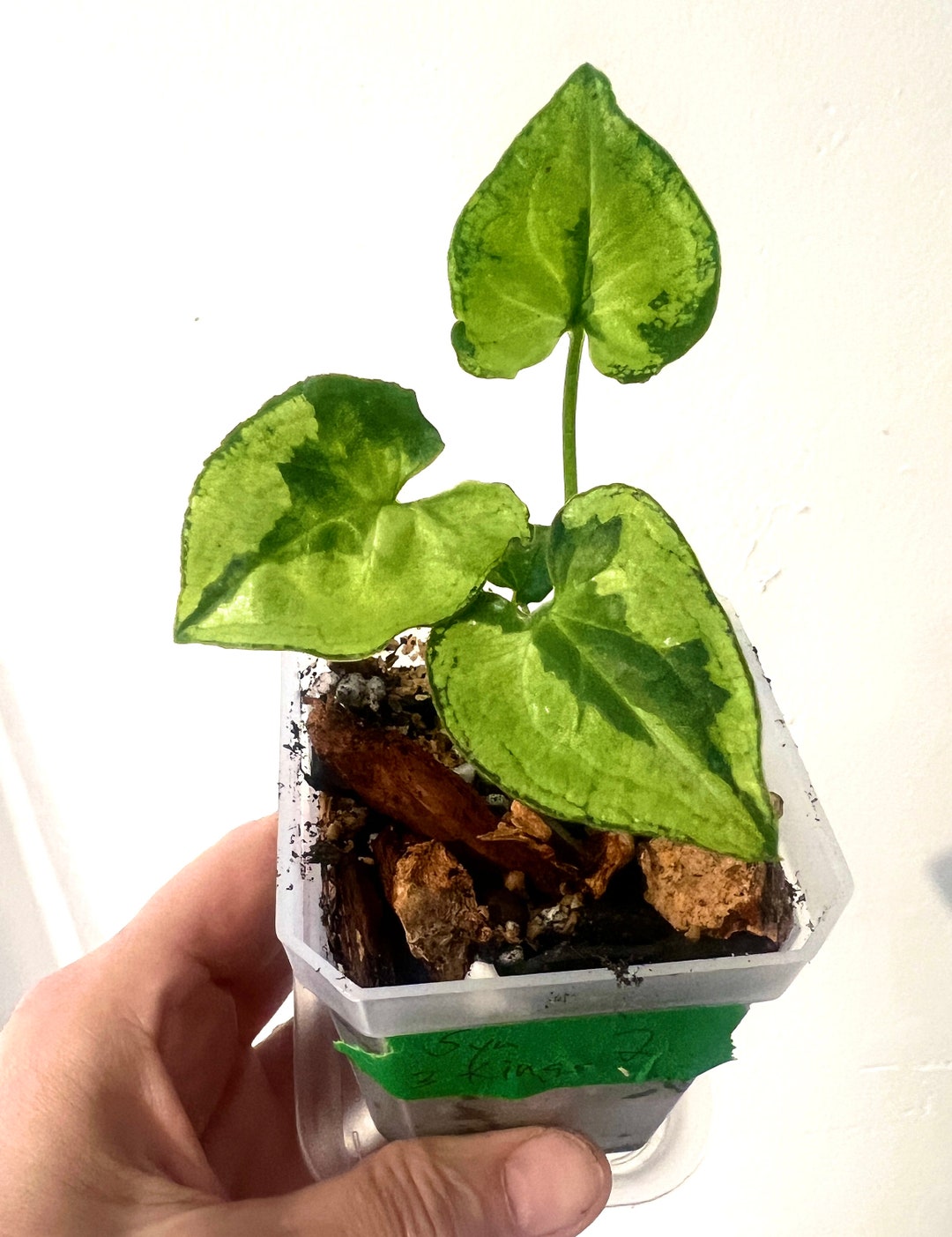 Syngonium Three Kings 2 Starter Plant in Three Inch Clear Pot With Tray ...