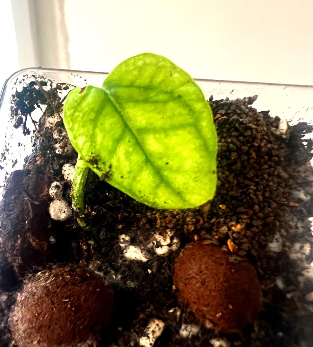 Cebu Blue Ghost #2 Epipremnum Pinnatum Green Plant in a 2 Inch Clear ...