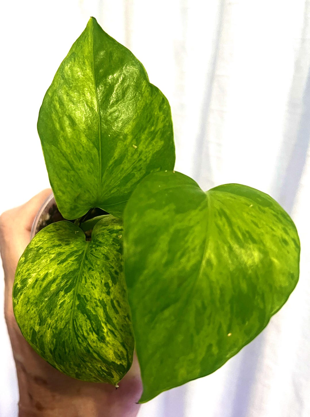 Teruno Himiko 2 Teruno Pothos Japanese Pothos Terunoworld Collection ...