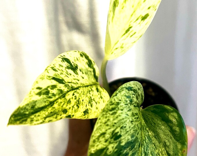 Teruno Fanfare 2 Teruno Pothos Japanese Pothos Terunoworld Collection ...