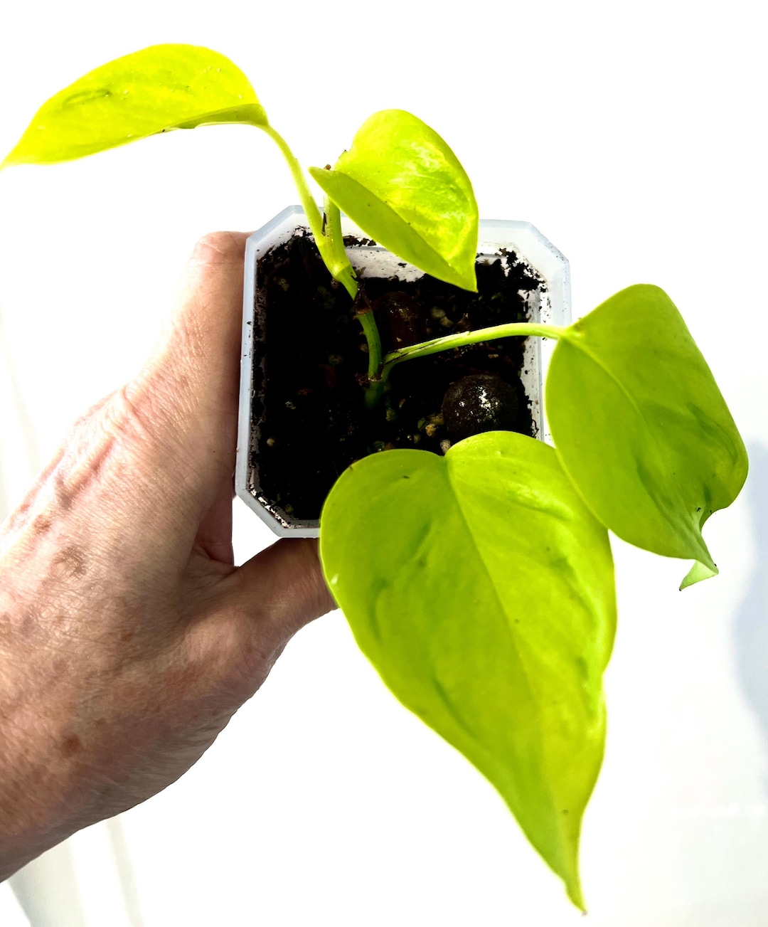 Pothos Champs Elysees #5 Teruno Pothos Japanese Pothos Terunoworld ...