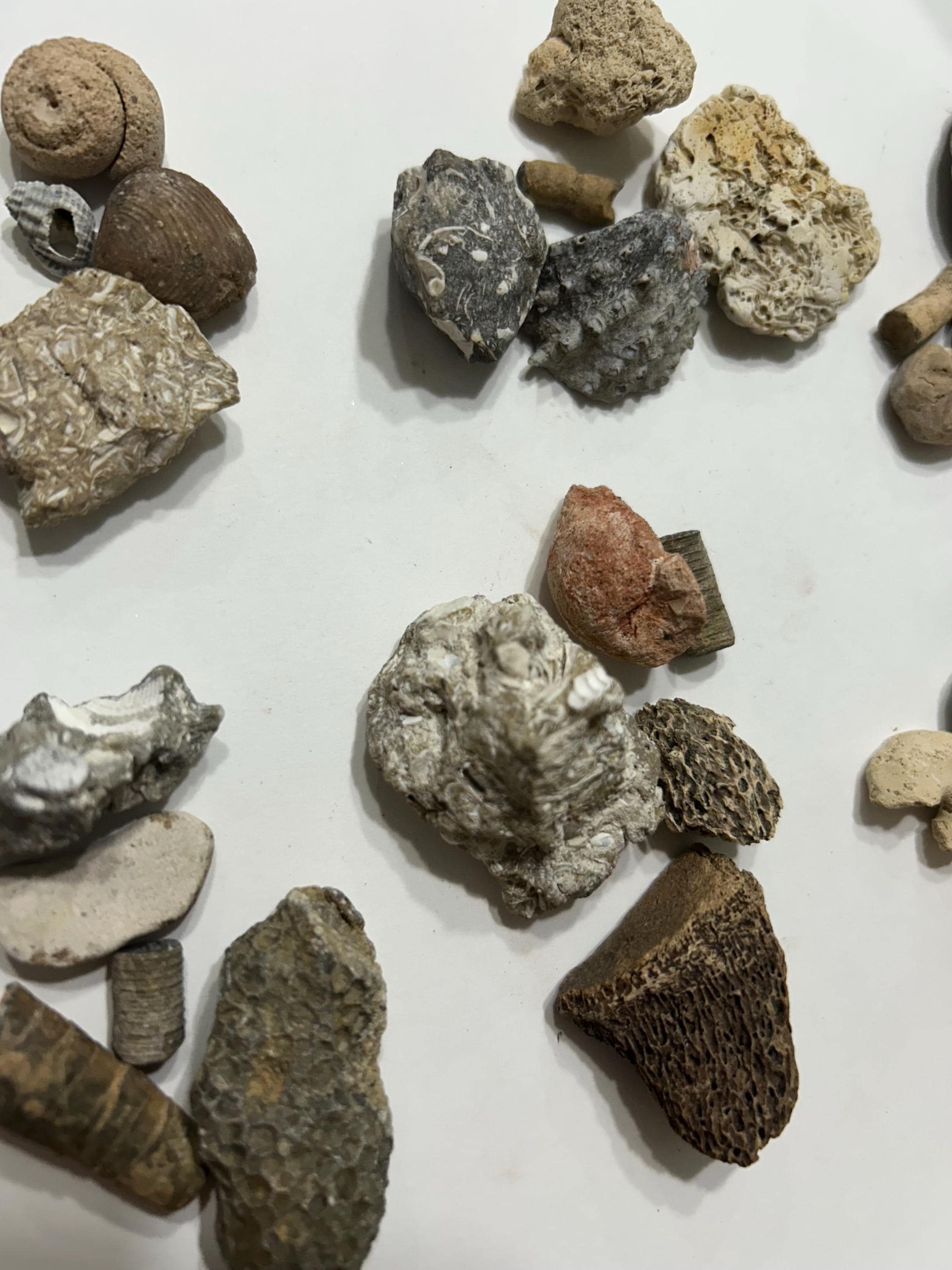 5 Assorted Fossils and Sedimentary Rocks, Mystery, Small to Medium ...