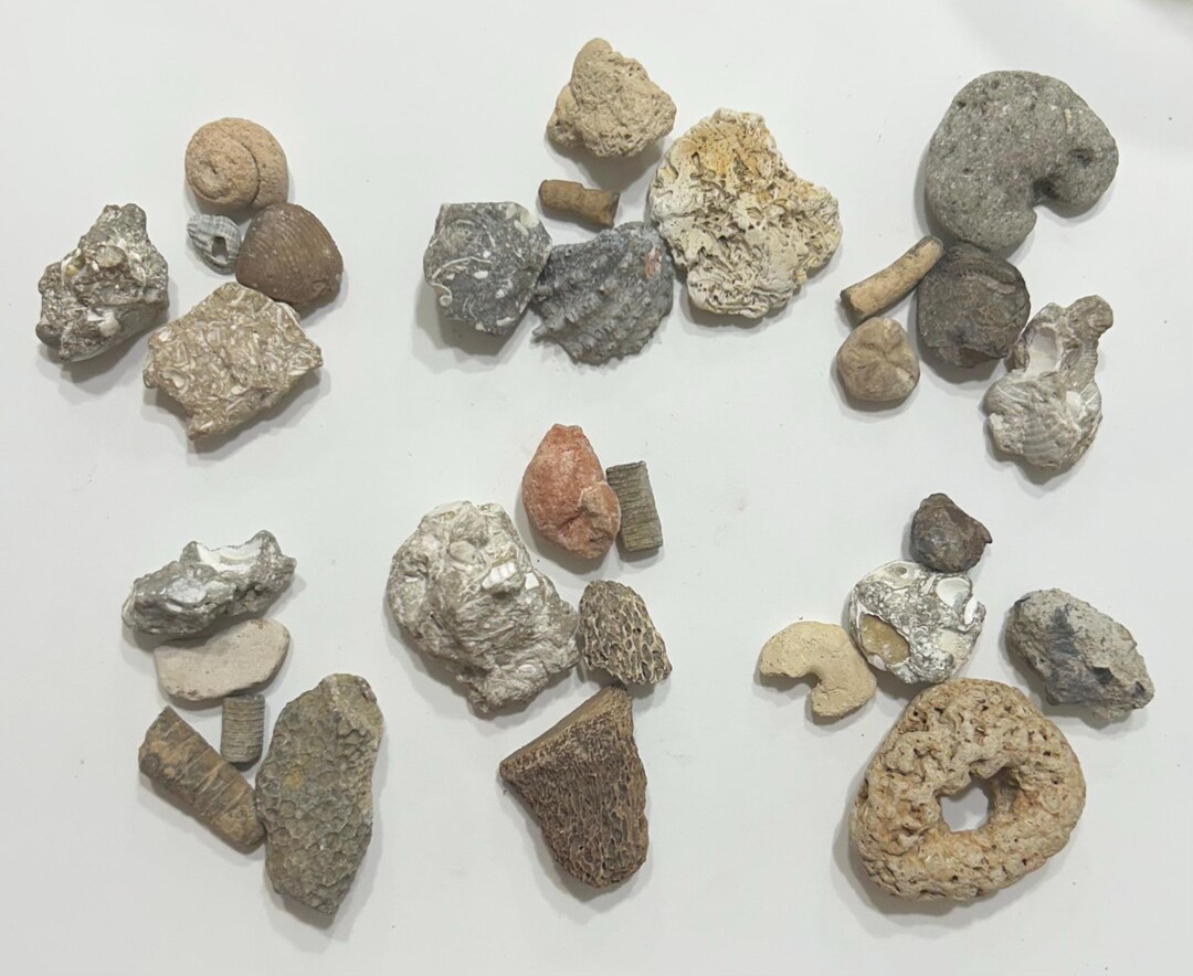 5 Assorted Fossils and Sedimentary Rocks, Mystery, Small to Medium, Collectable, Decorative ...