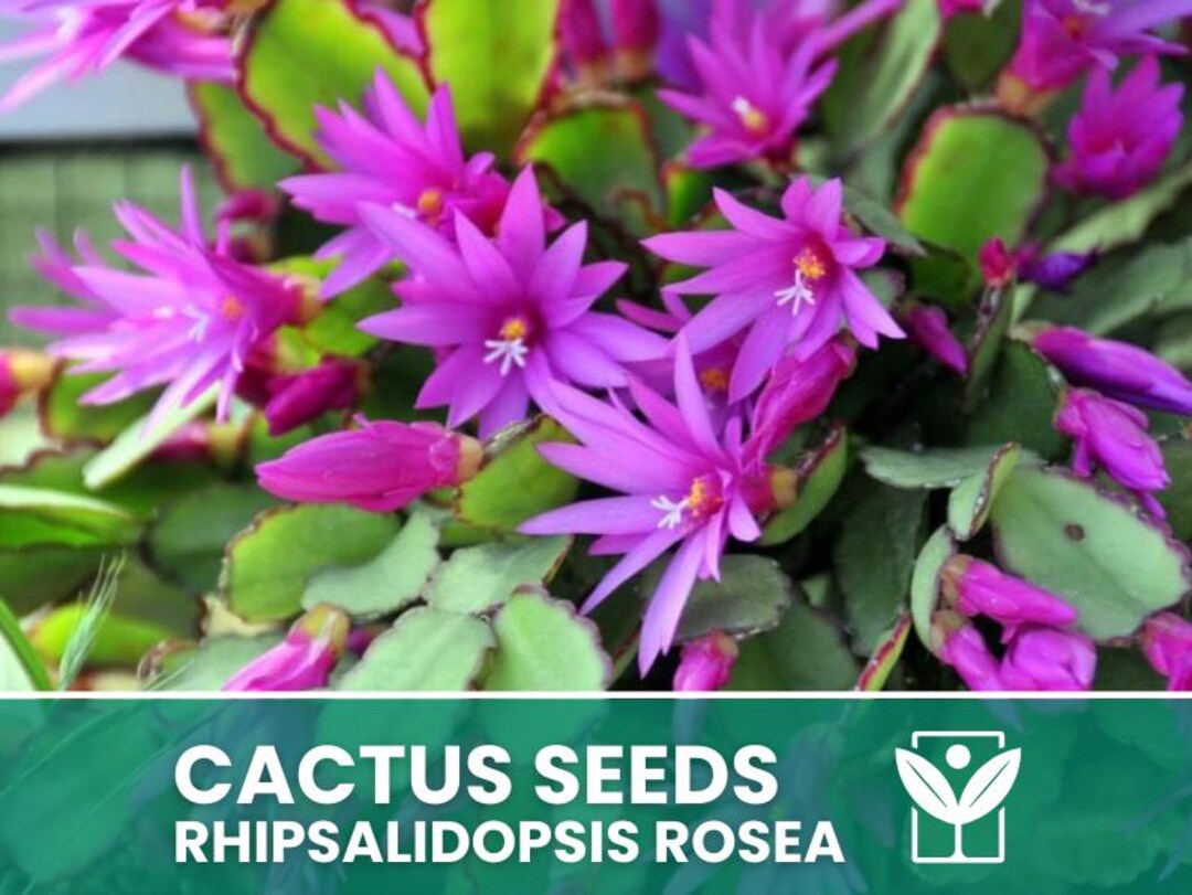 Rhipsalidopsis Rosea – 10 zaden – Paascactuszaden, vetplant, Cactaceae ...