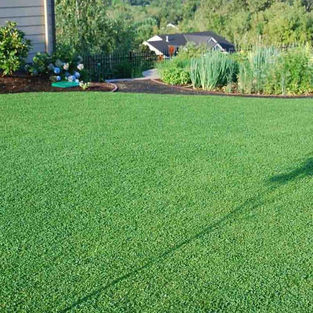 Dwarf Clover Seeds for Lawn - 10,000 Seeds - Dense Ground Cover, Low ...