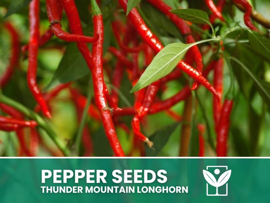 50 Thunder Mountain LONGHORN Chili-Samen + gratis seltene Chili-Samen ...
