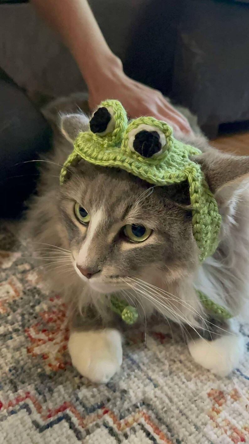 Kitten Hat, Pet Clothing, Cat Dress Up, Cat Clothing, Animal Pet Hat ...