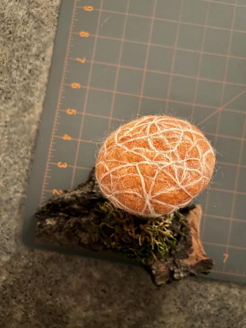 Felted Wrinkled Peach or Rosy Vein Cap Mushroom Fungus Fungi, Rhodotus ...