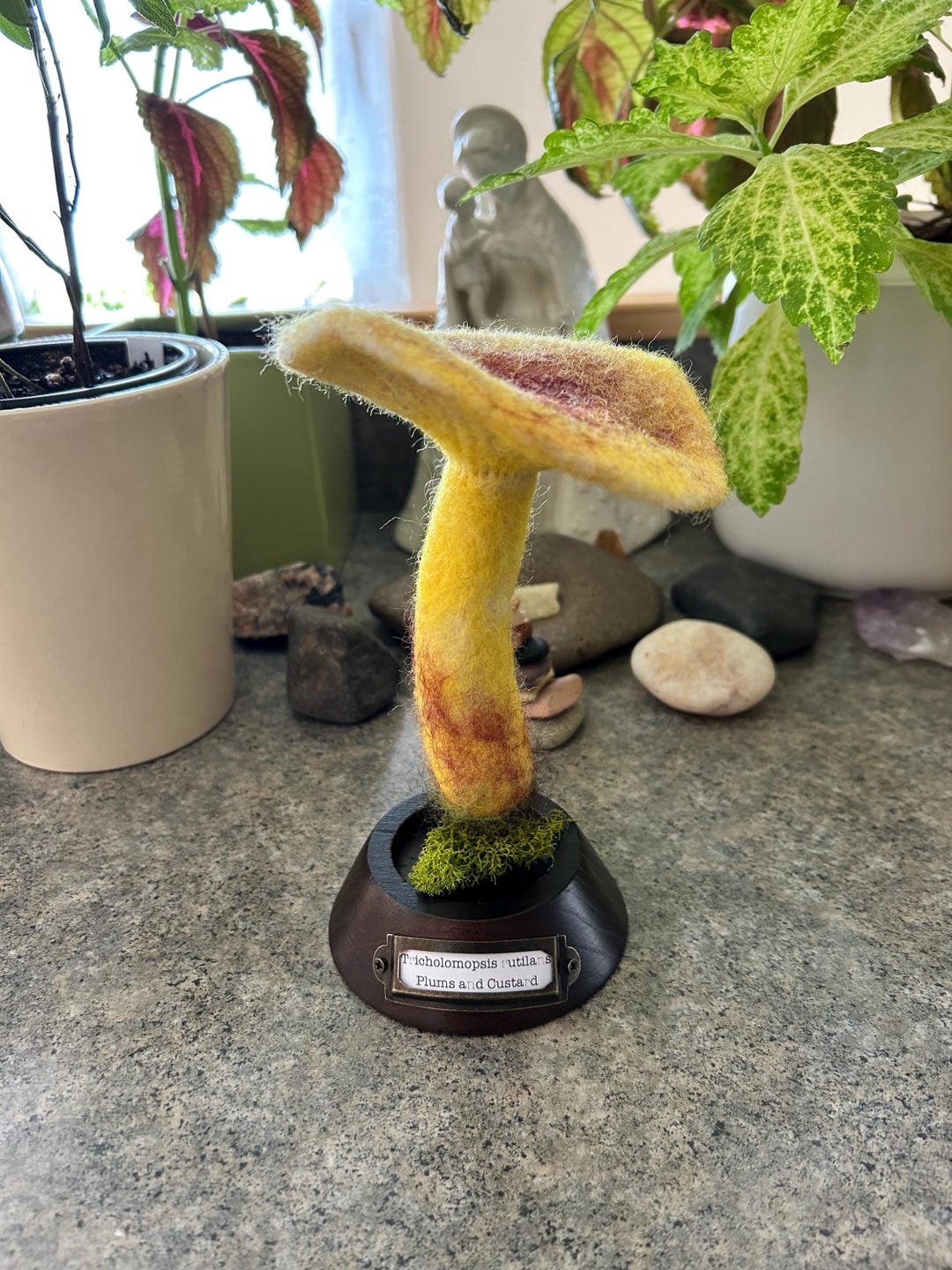 Felted Plums and Custard Mushroom Fungus Fungi, Tricholomopsis Rutilans ...
