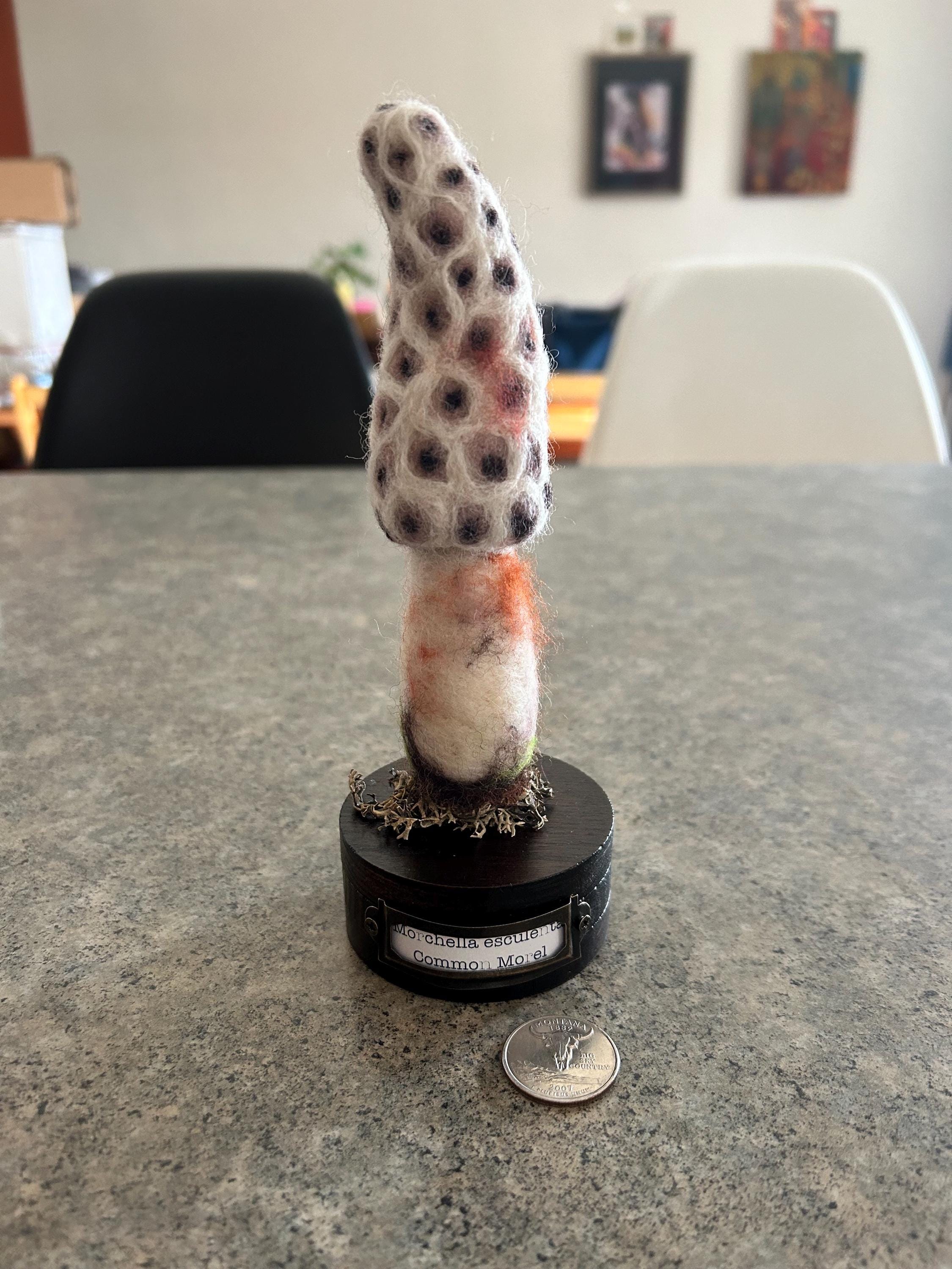 Felted Morel Mushroom Fungus Fungi, Morchella Vulgaris, Montana ...