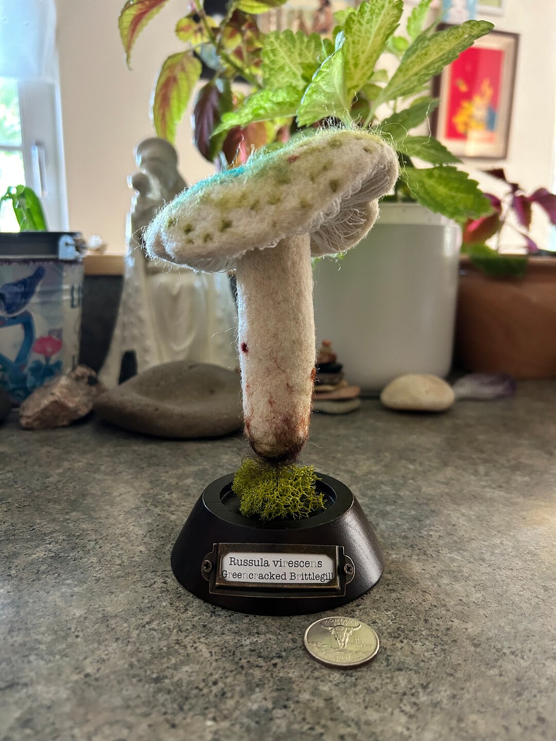 Felted Green Cracked Brittlegill Mushroom Fungus Fungi, Russula ...