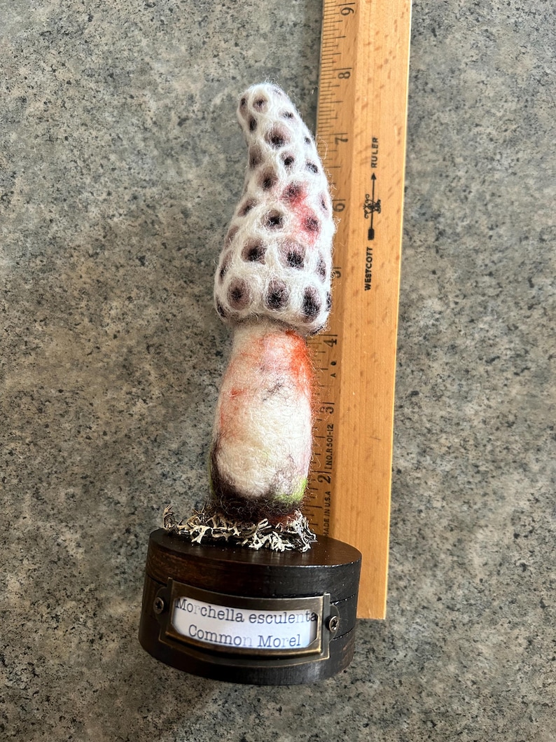 Felted Morel Mushroom Fungus Fungi, Morchella Vulgaris, Montana ...