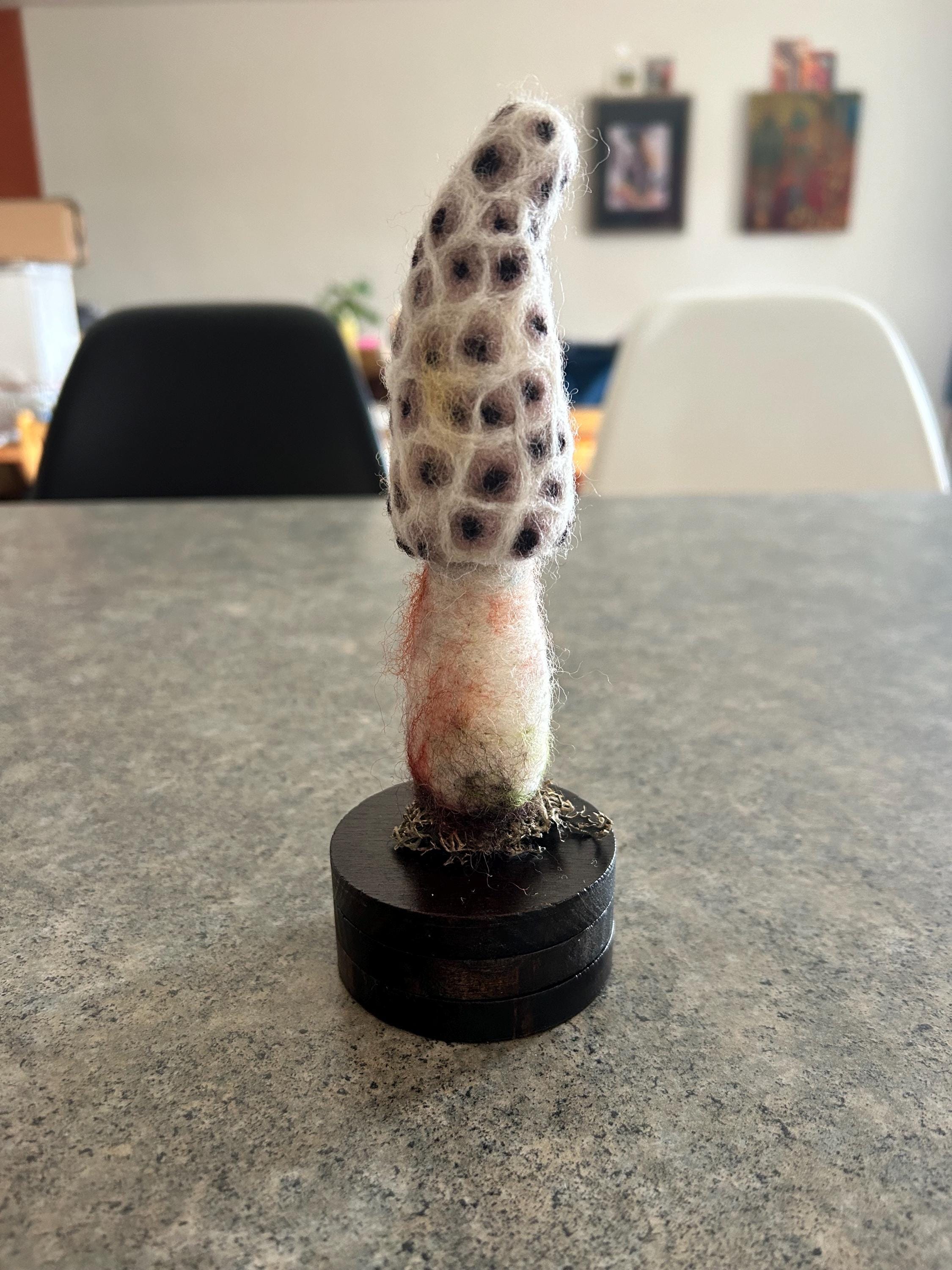 Felted Morel Mushroom Fungus Fungi, Morchella Vulgaris, Montana ...