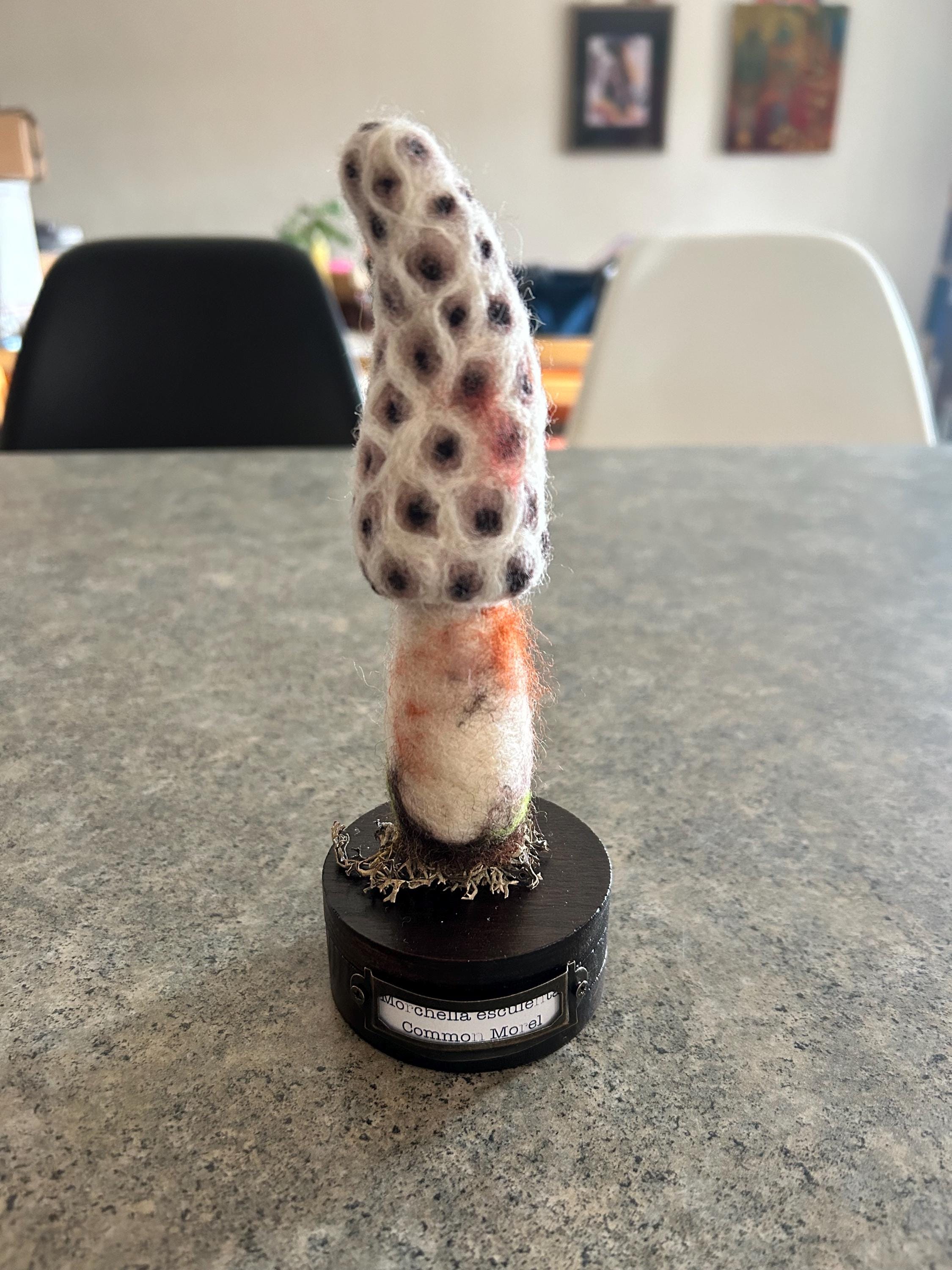 Felted Morel Mushroom Fungus Fungi, Morchella Vulgaris, Montana ...