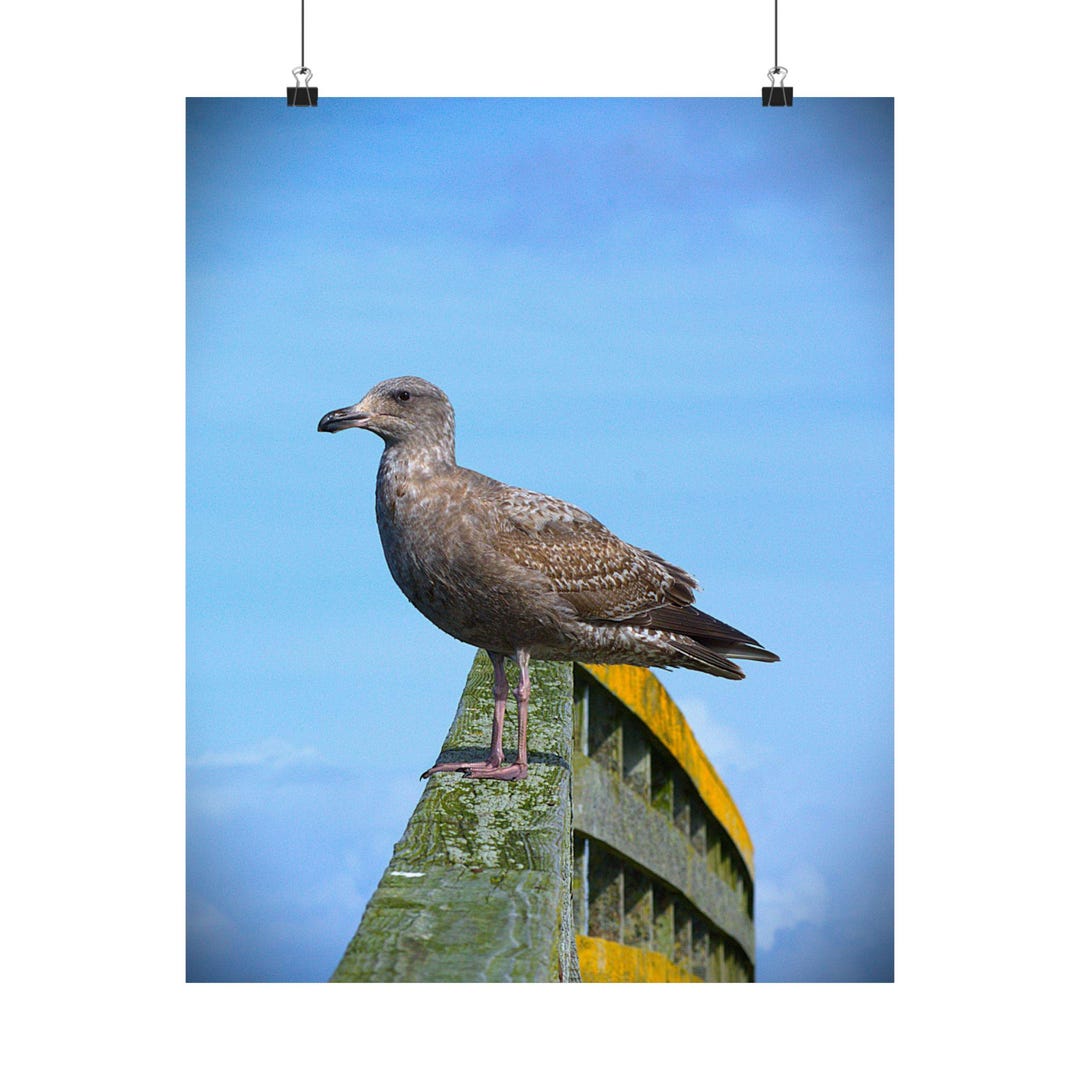 Coastal Seagull Wall Art Poster, Beach Decor, Nautical Home Decor, Bird ...