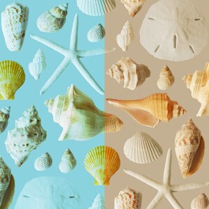 Sea Shell Digital Paper, Beach Digital Backgrounds, Seashell Scrapbook ...