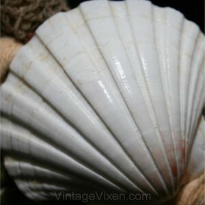 Medium Large Belt Artisan Chic 1980s Knotted Rope Shell | Etsy