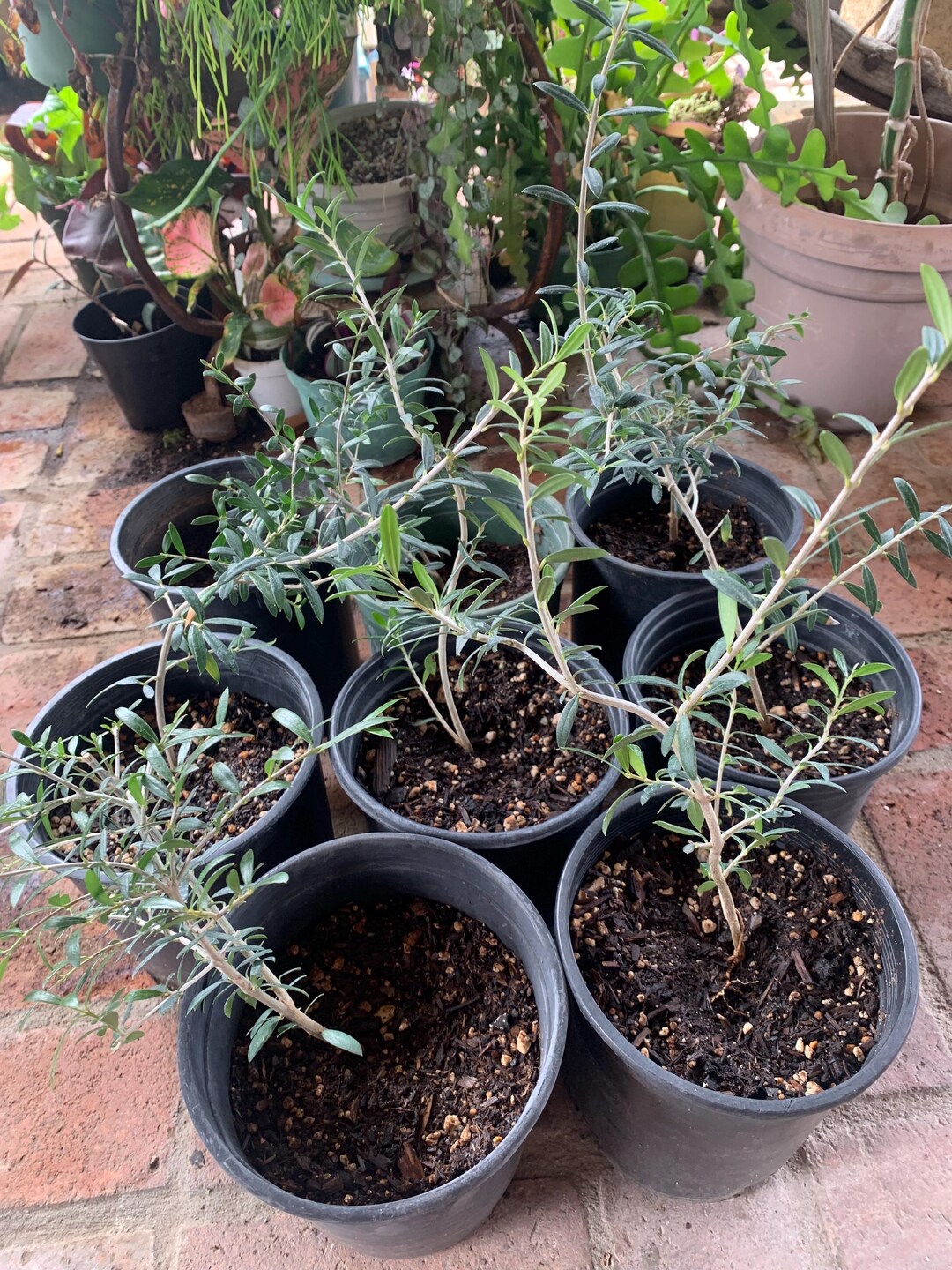 4 Year Trunk Plants - Etsy