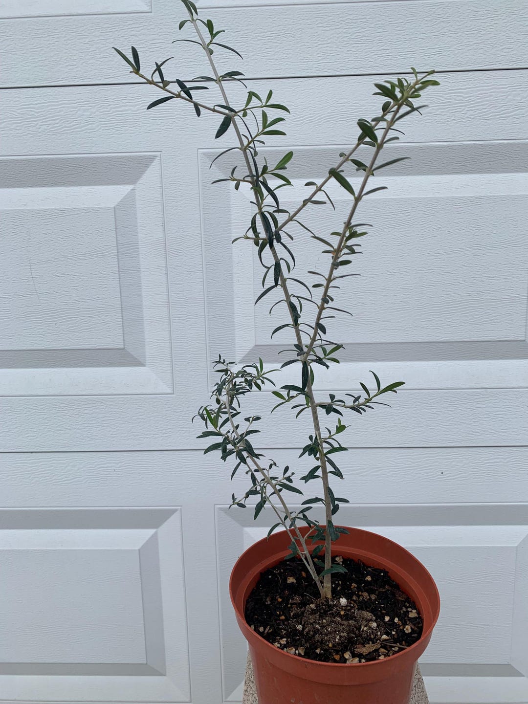 5 Year Double Trunk Plant - Etsy