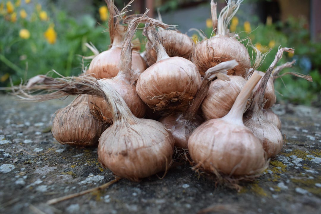 Premium Saffron Bulbs for Planting | Fresh, High-quality Crocus Sativus ...